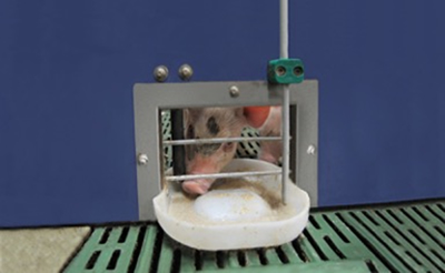 Weda Nutrix+ A szopós malacok etetőrendszere - Új generáció - ISV Zrt.